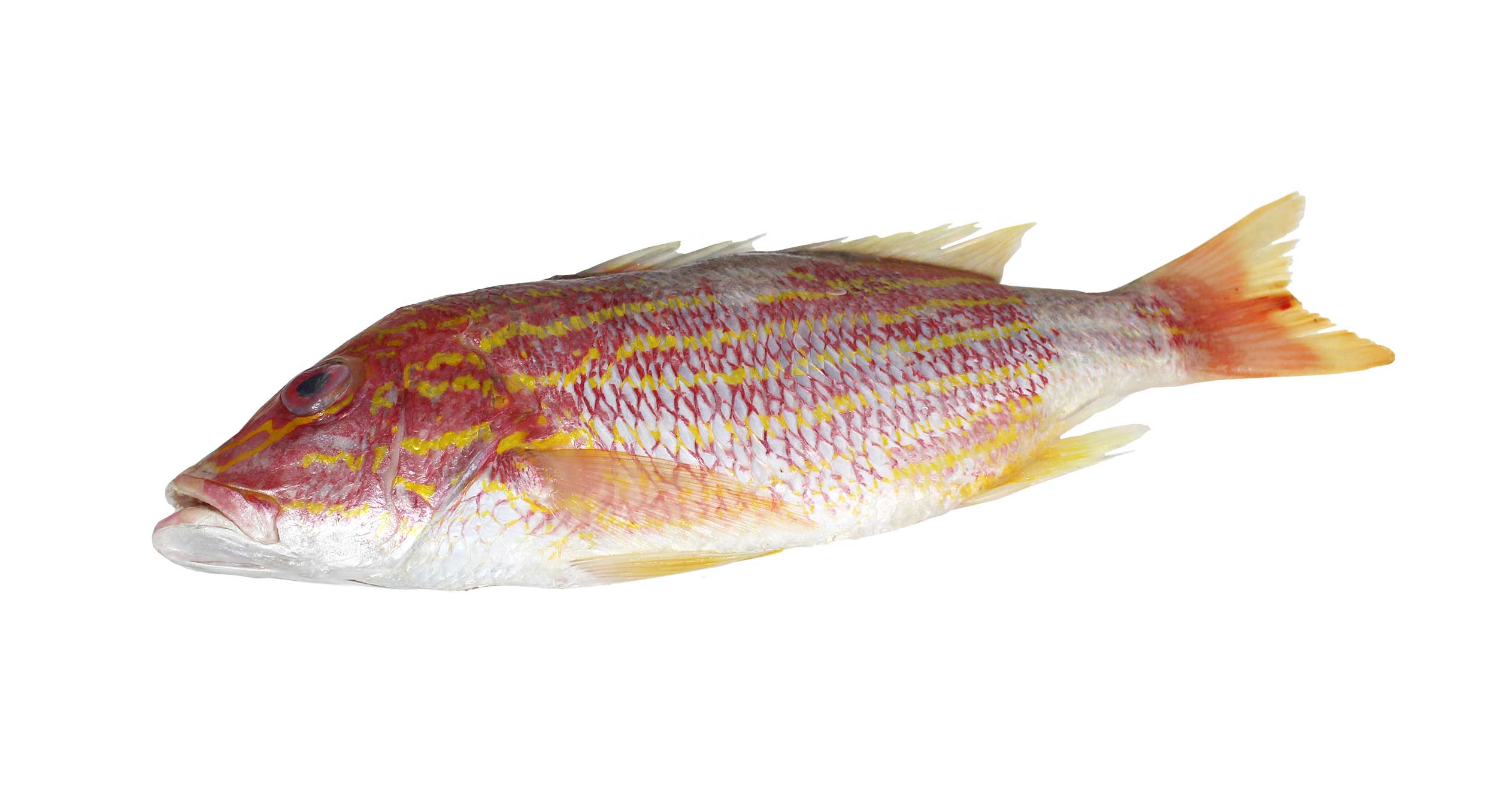 Beaver Street Fisheries Brazilian Red Snapper, 22 Pound.