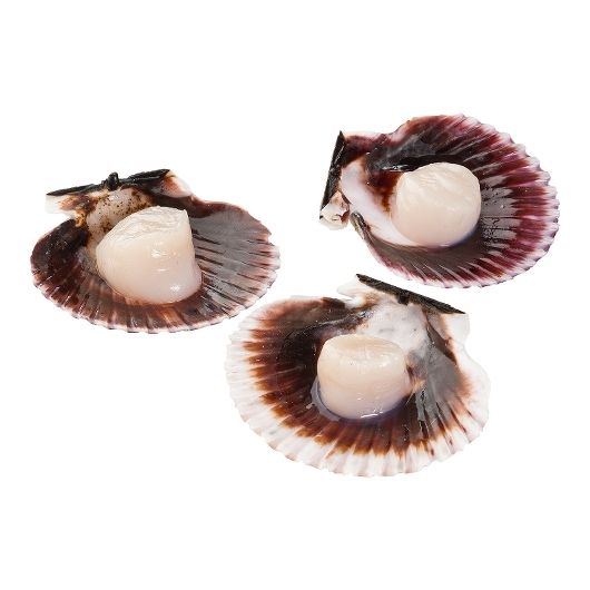 Panapesca Half Shell Scallop | FoodServiceDirect