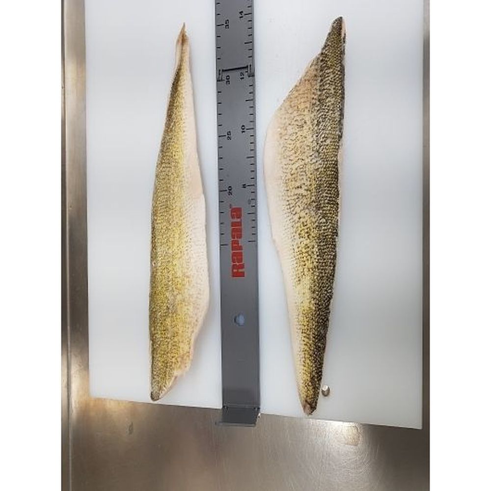 Freshwater Fish Individually Quick Frozen 10-12 Ounce Skin On Walleye ...