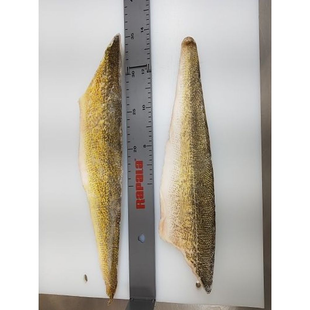 Freshwater Fish Individually Quick Frozen 12-14 Ounce Skin On Walleye ...