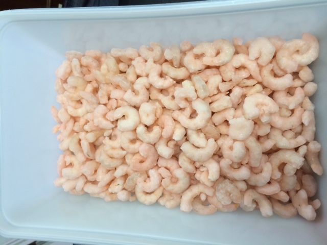 CenSea Cooked Tail-Off White Shrimp Case | FoodServiceDirect