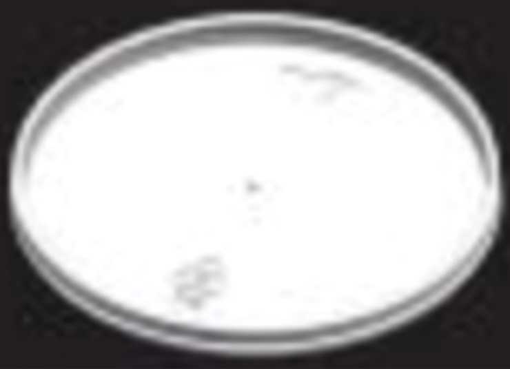 WinCup Translucent Vented Polystyrene Lid Case | FoodServiceDirect